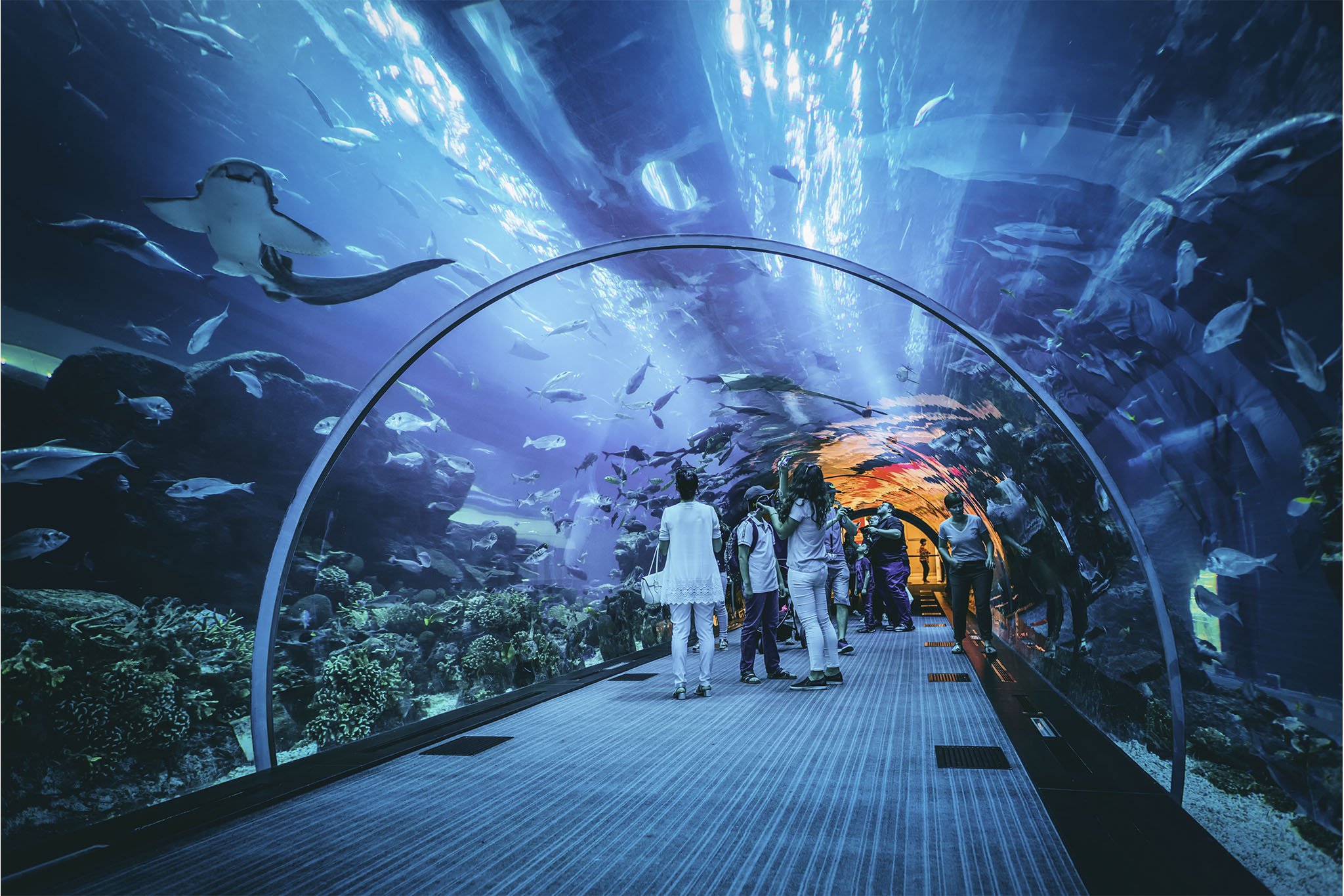 Aquarium Software | Doubleknot